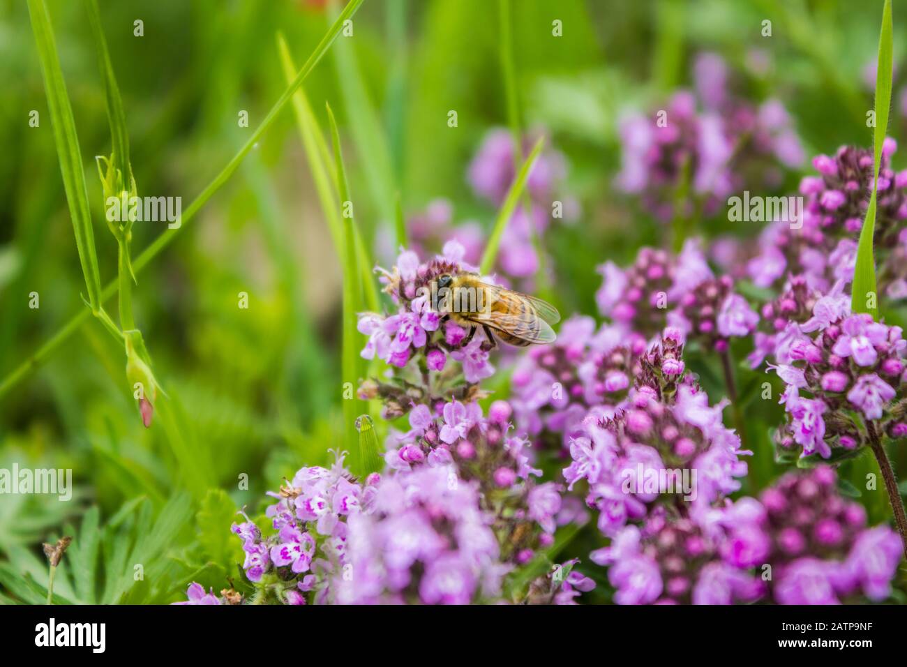 Thymus origanum hi-res stock photography and images - Alamy