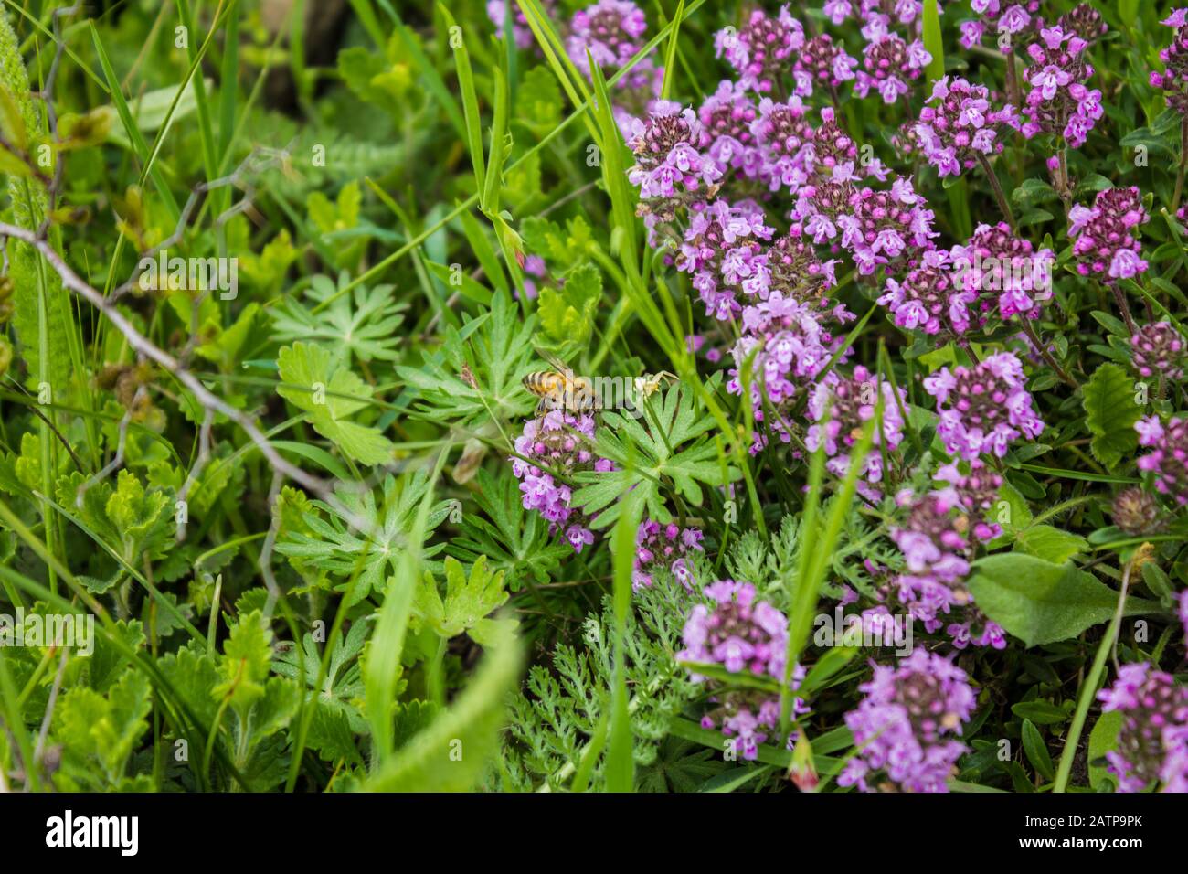 Thymus origanum hi-res stock photography and images - Alamy