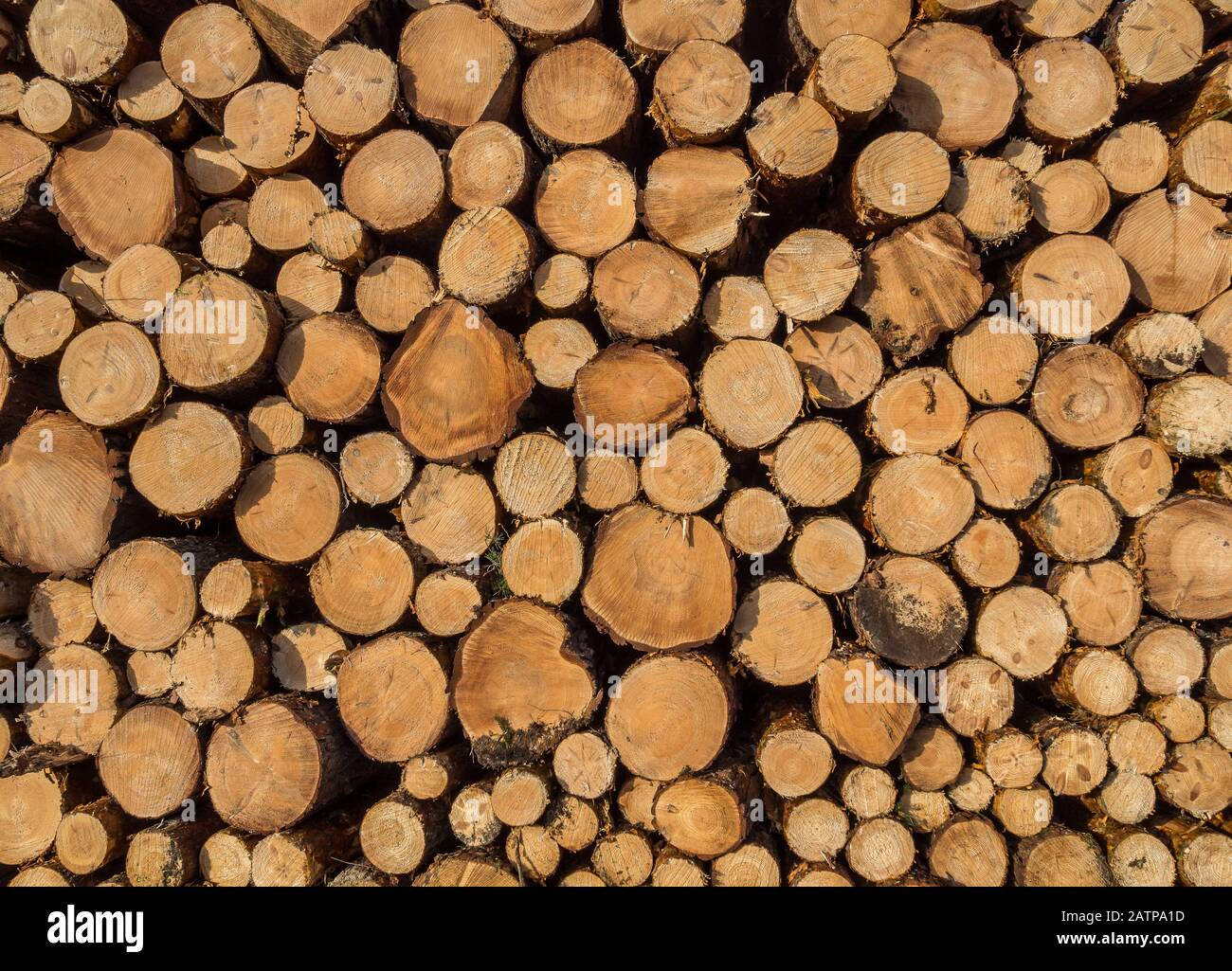 Tree trunks wood template Stock Photo - Alamy