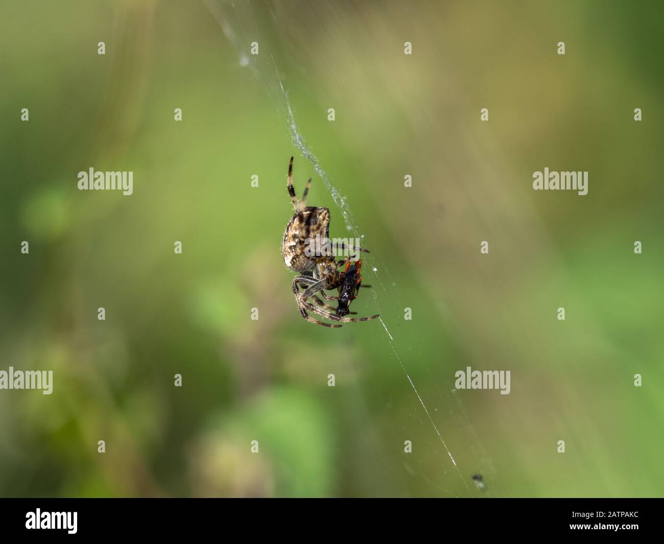 Spider catching a beetle hi-res stock photography and images - Alamy