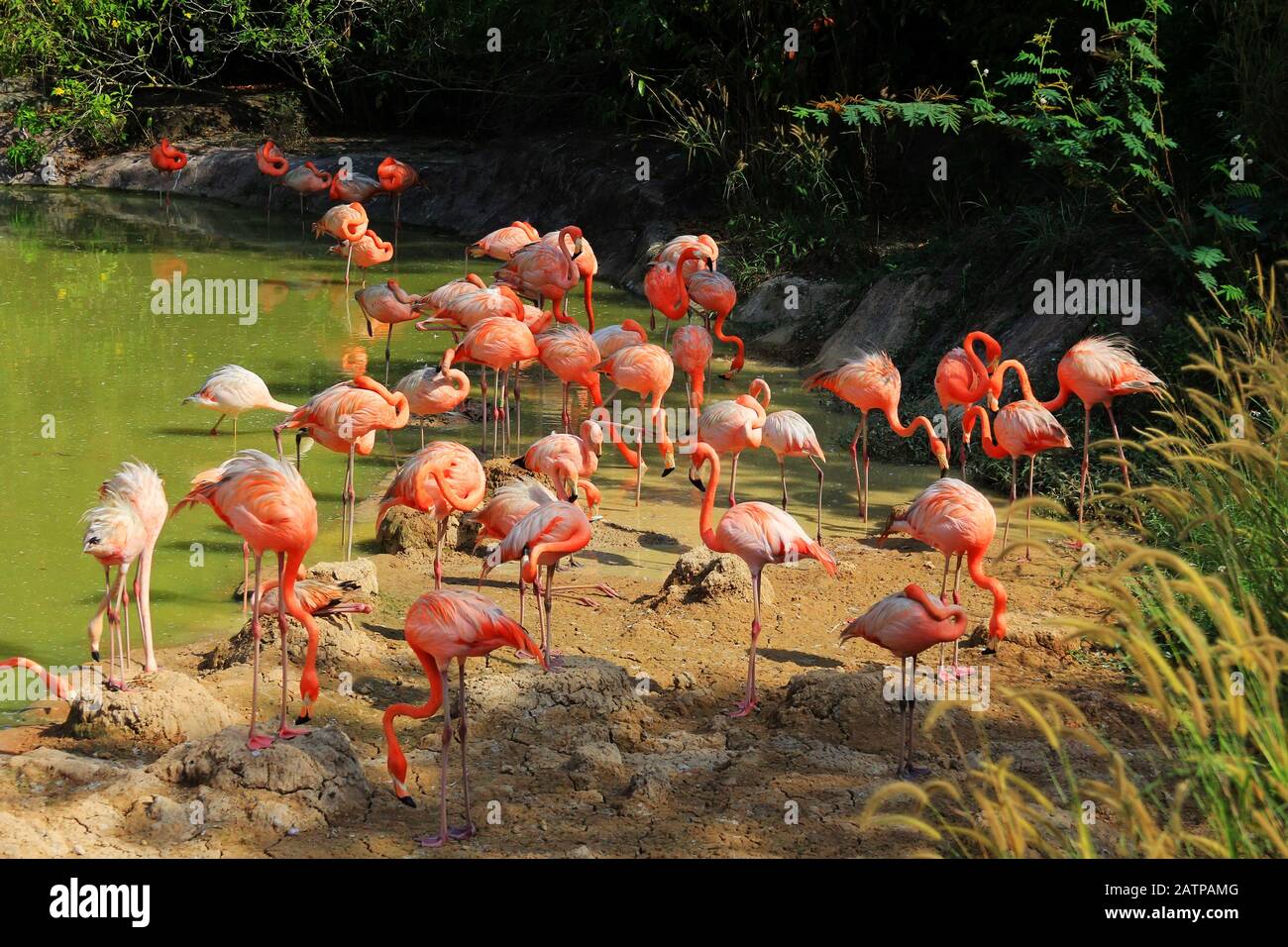 Vibrant scene flamingos in hi-res stock photography and images - Alamy