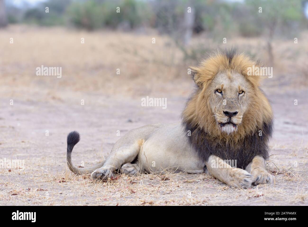 Male lion portrait Stock Photo - Alamy