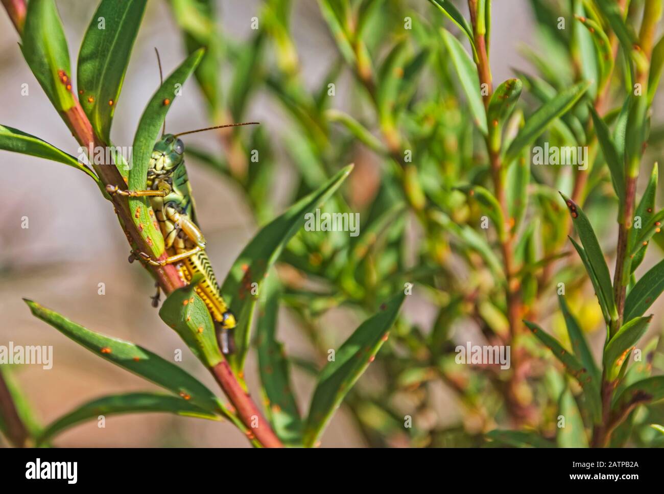 Camouflage grass hi-res stock photography and images - Alamy