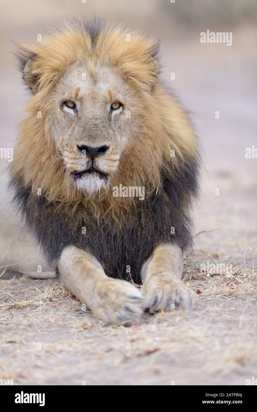 Male lion portrait Stock Photo - Alamy