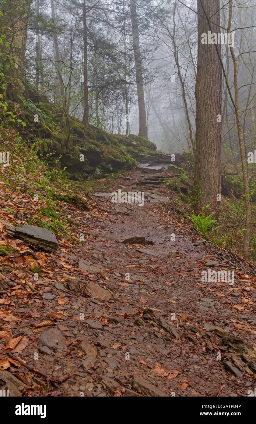 Hiking trail in foggy forest Stock Photo - Alamy