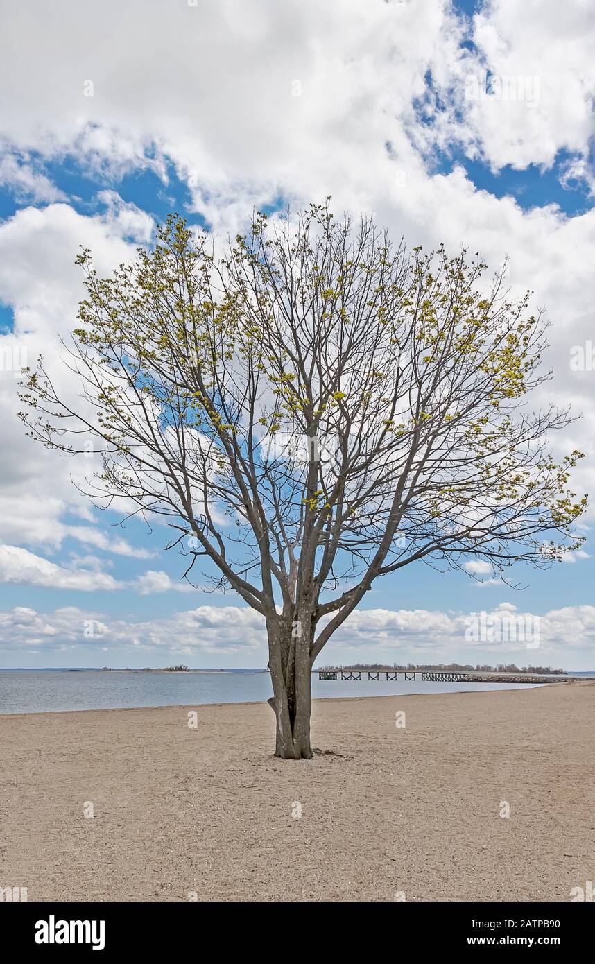Beach sand and tree hi-res stock photography and images - Alamy