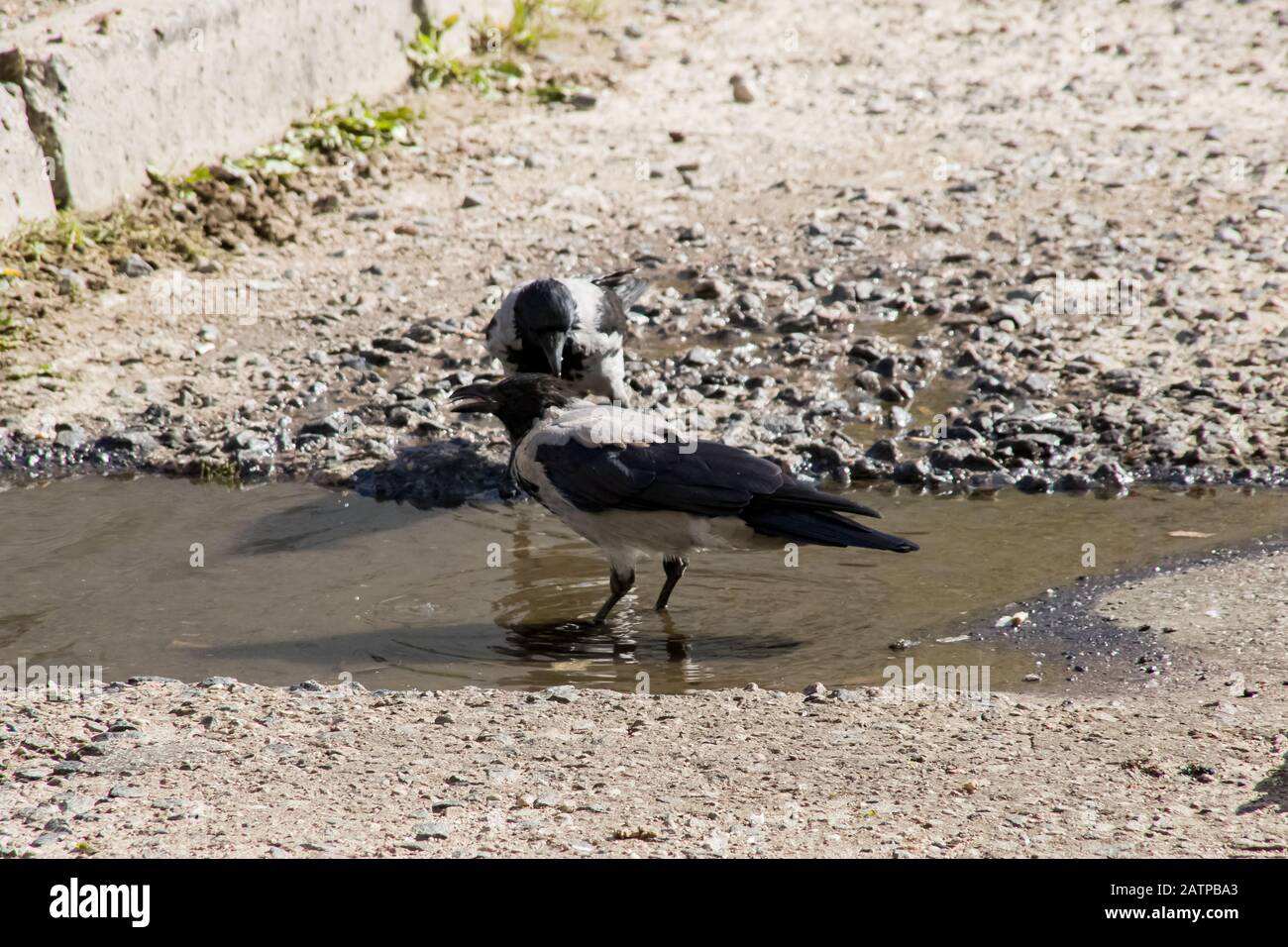 Crow drinks water from a puddle on the pavement Stock Photo - Alamy
