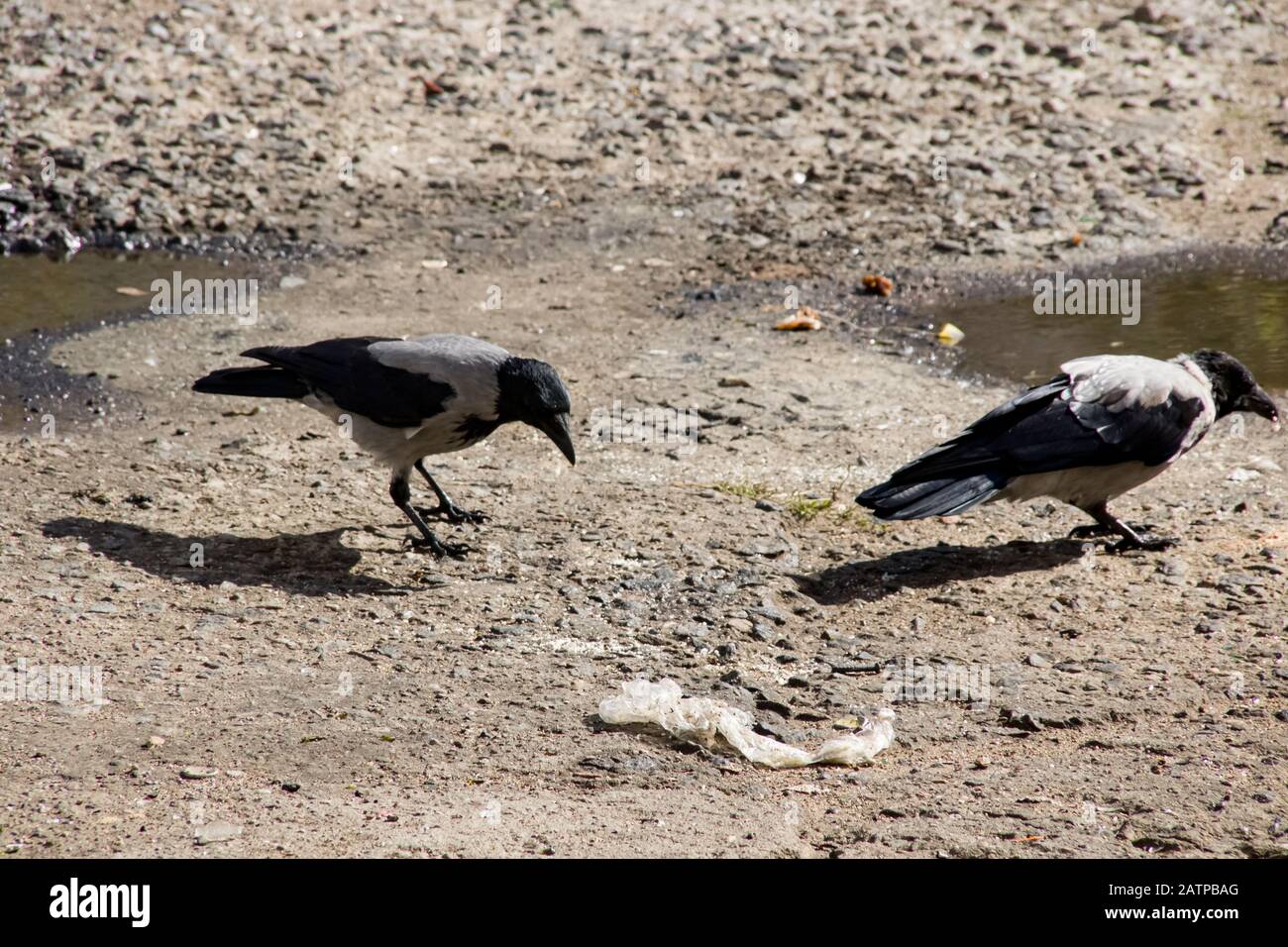 Two crow standing on the pavement close up Stock Photo - Alamy