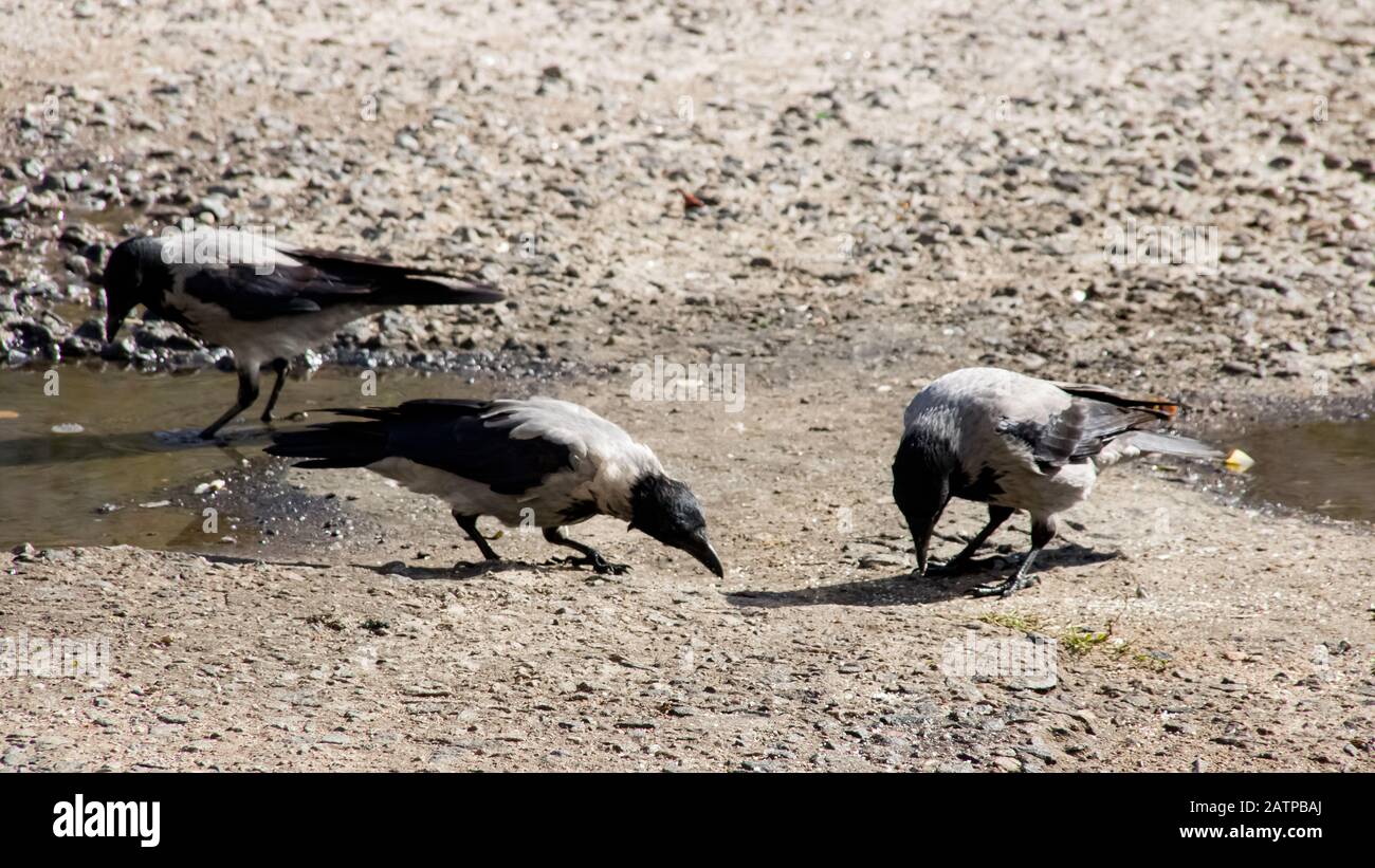 Two crow standing on the pavement close up Stock Photo - Alamy