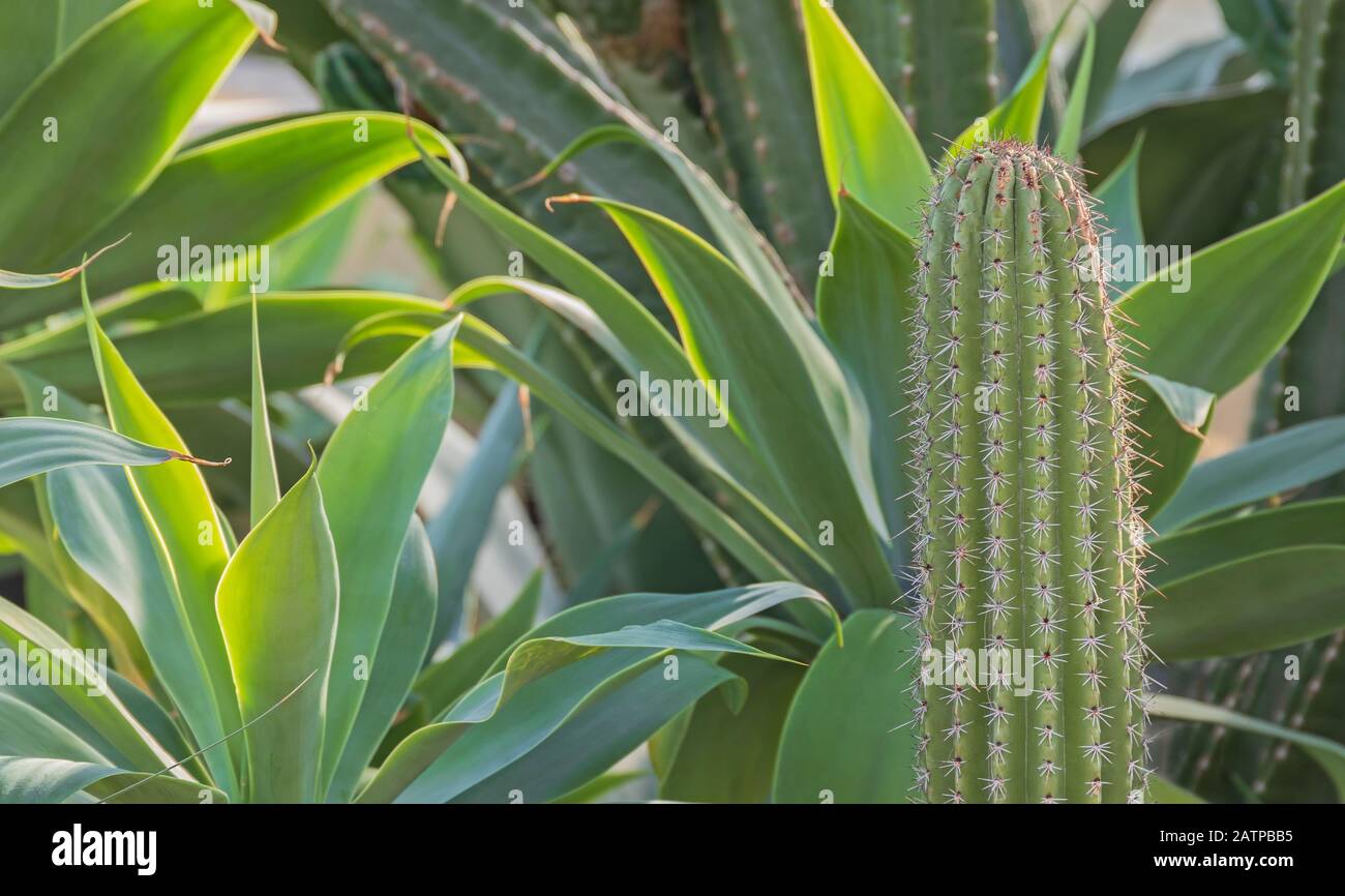 lone cactus with plants in morning sun Stock Photo - Alamy