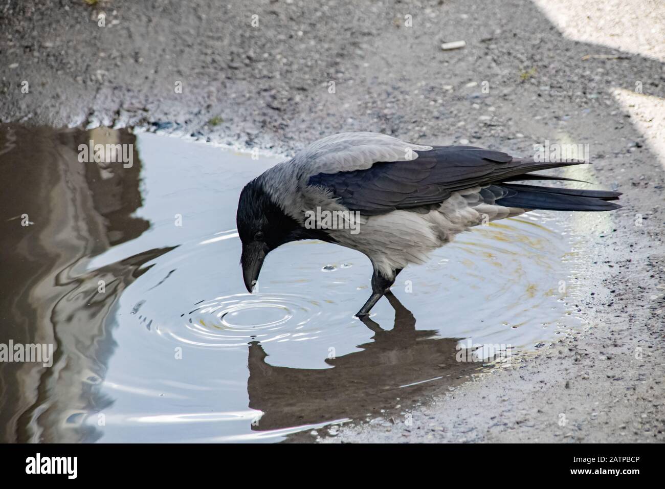 Raven drinks water from hi-res stock photography and images - Alamy