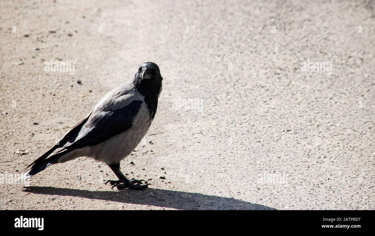 One crow standing on the pavement close up Stock Photo - Alamy