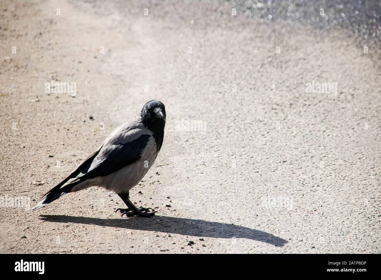 One crow standing on the pavement close up Stock Photo - Alamy