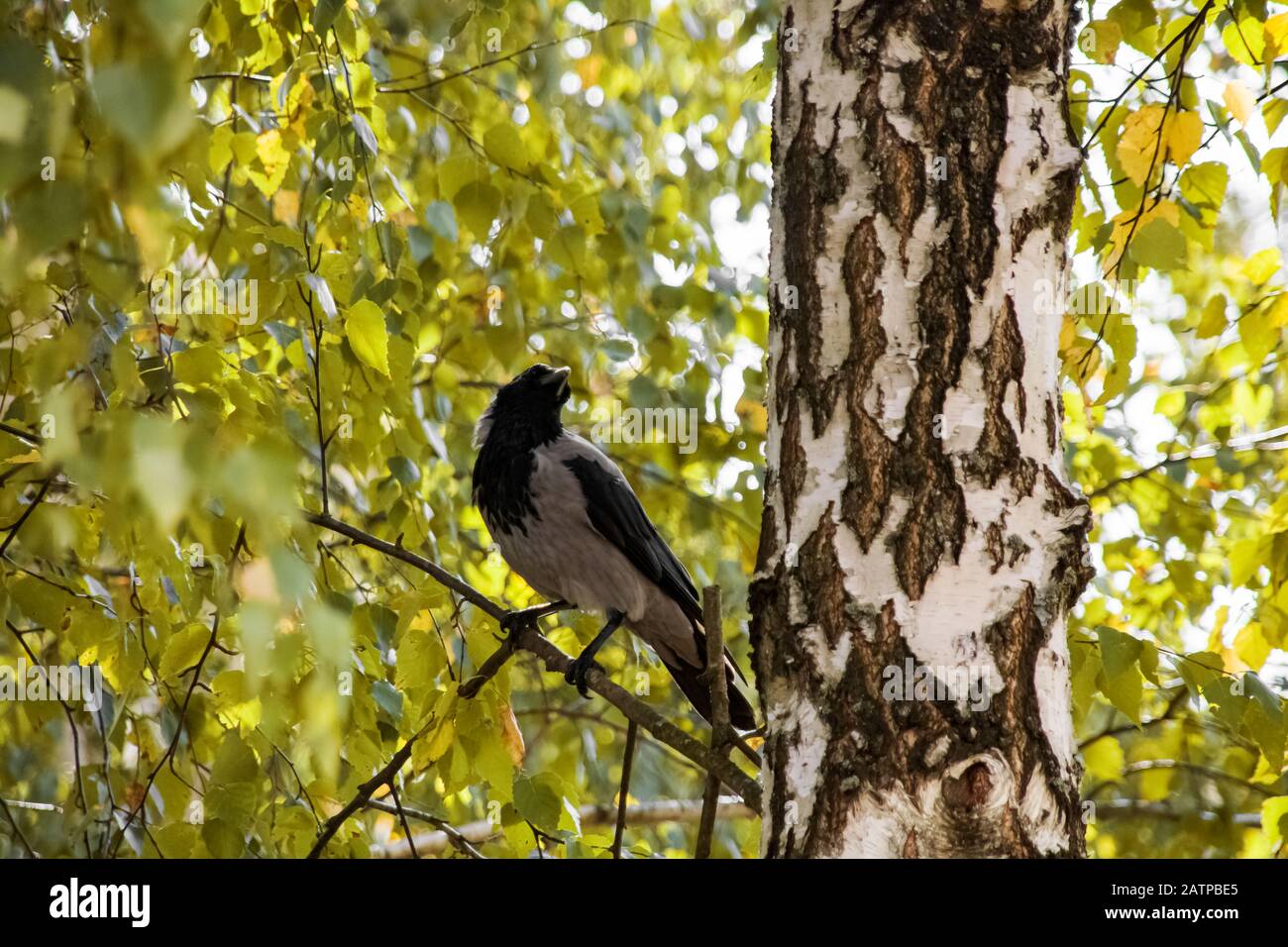 A crow is sitting on a tree branch Stock Photo - Alamy