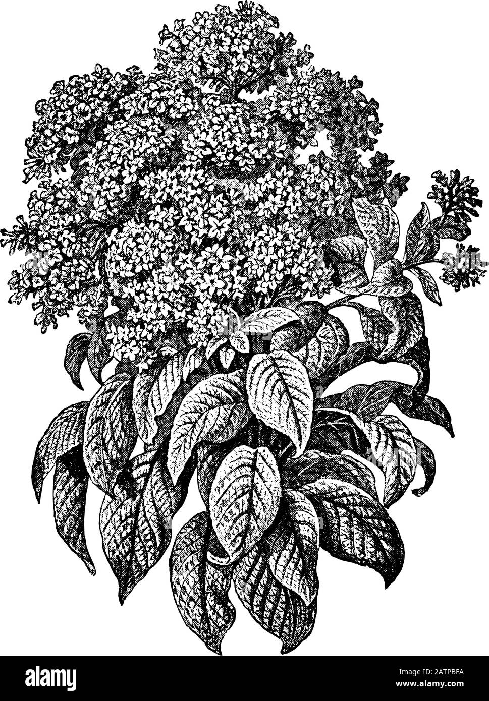 Book decoration engraving Cut Out Stock Images & Pictures - Alamy