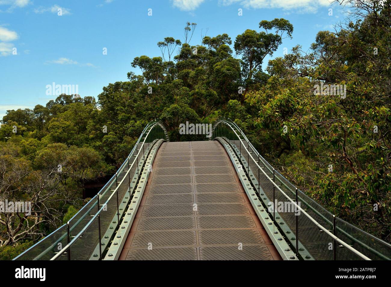Australia, Perth, tree top walk with bridge in public Kings Park, a ...