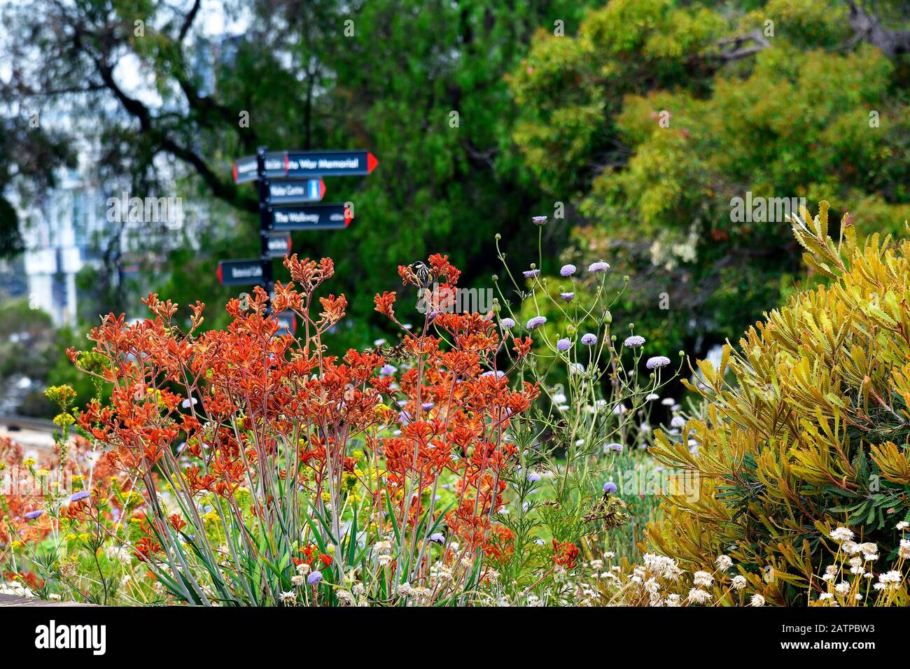 Australia, Perth, honeyeater bird on colorful kangaroo paw in public ...