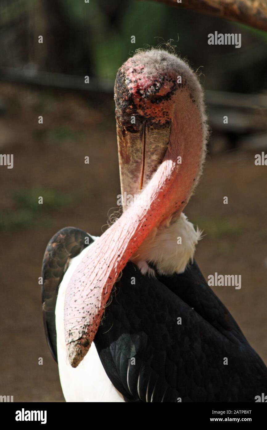 Marabou storch hi-res stock photography and images - Alamy