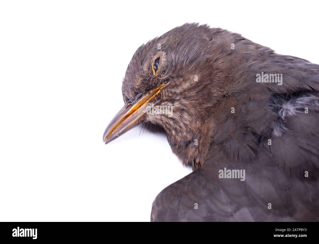 Dead blackbird isolated on a white background Stock Photo - Alamy