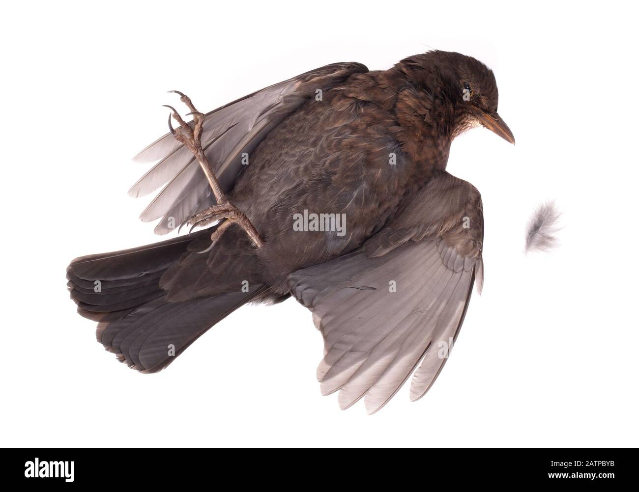 Dead blackbird isolated on a white background Stock Photo - Alamy
