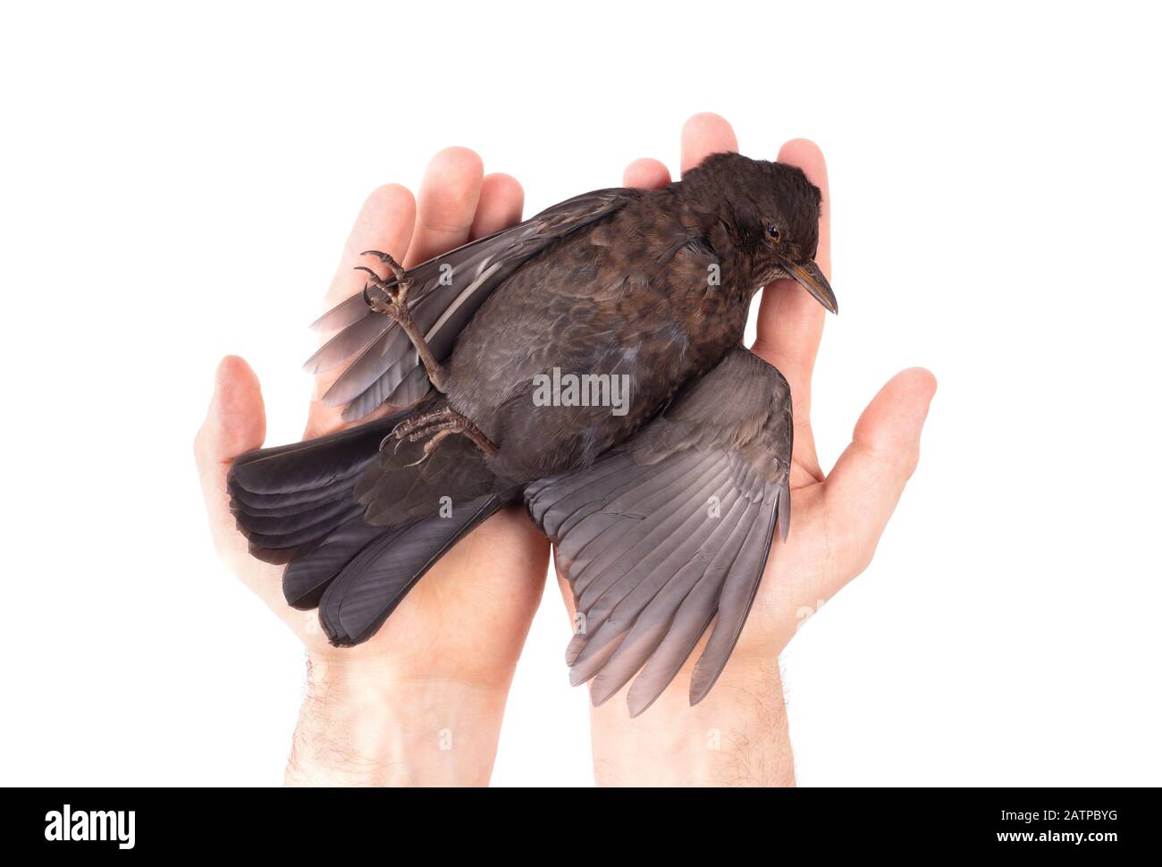 Adult holding a dead blackbird isolated on a white background Stock ...