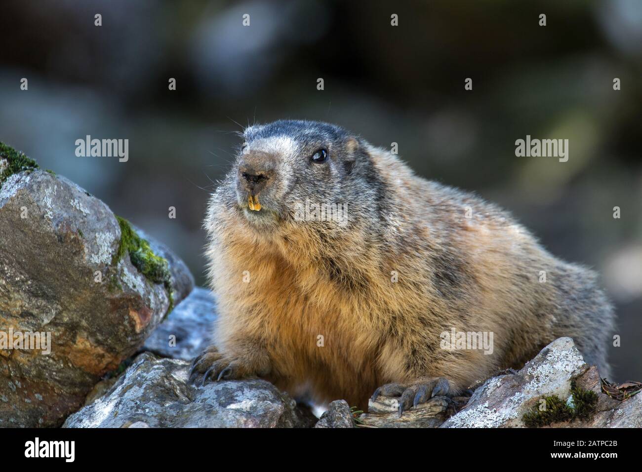 Marmot eyes hi-res stock photography and images - Alamy