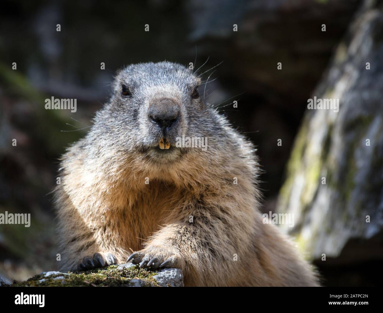 Marmot eyes hi-res stock photography and images - Alamy