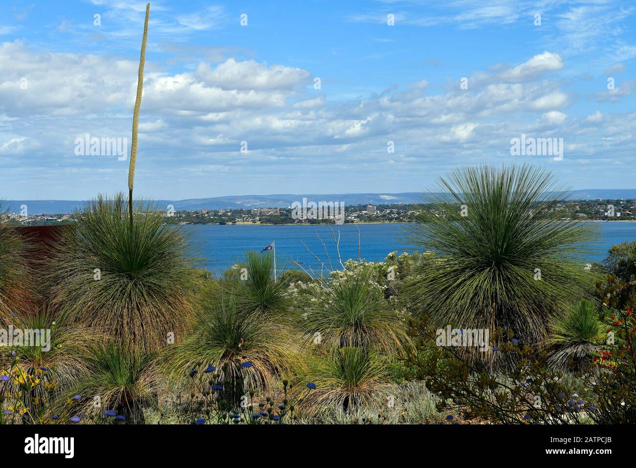 Australia, Perth, view to South Perth and Swan river with grass trees ...