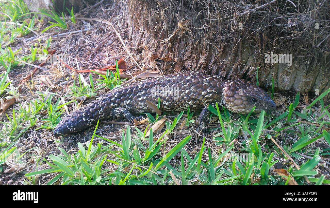 Australia, shingleback lizard aka bobtail Stock Photo - Alamy
