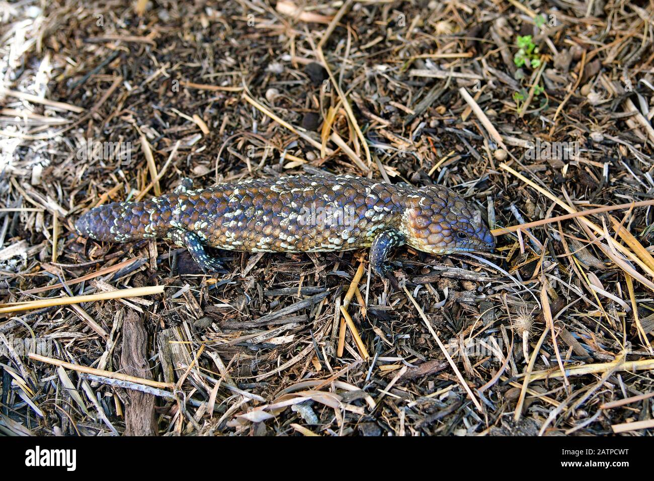 Bobtail lizard hi-res stock photography and images - Alamy
