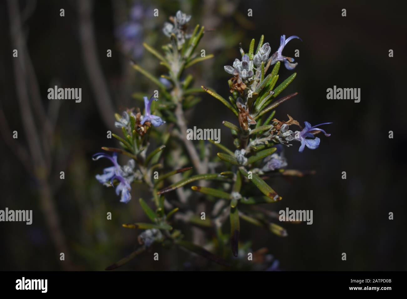 Wild rosemary plant hi-res stock photography and images - Alamy