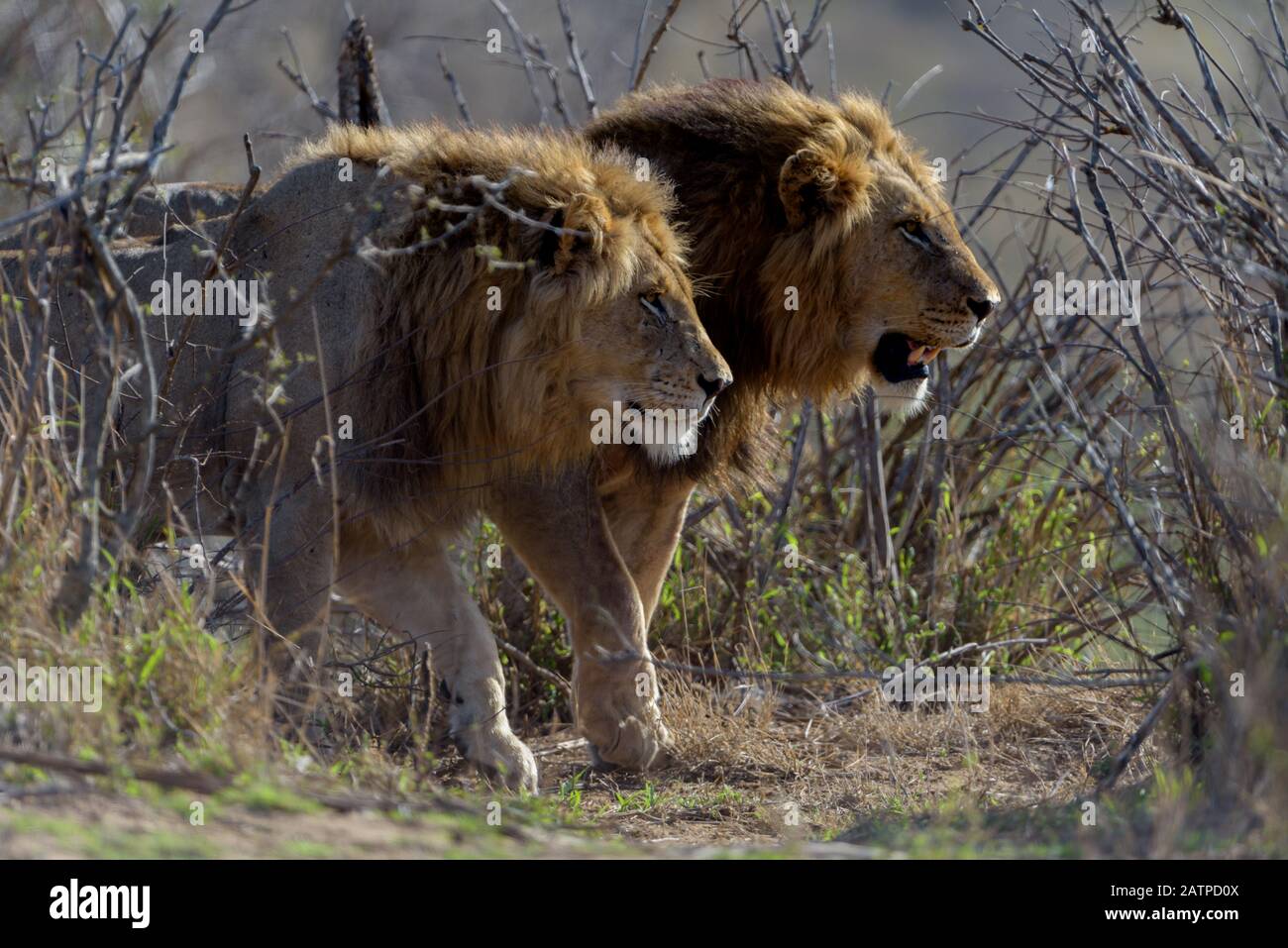 Male lion coalition Stock Photo - Alamy
