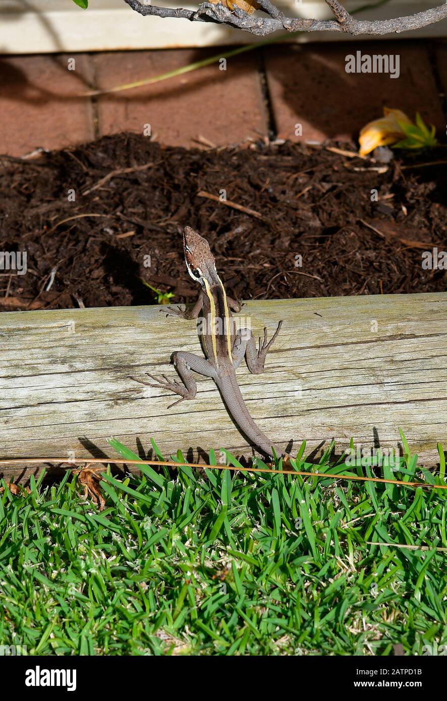 Australia, Long-snouted Lashtail aka Long-nosed Water Dragon Stock ...