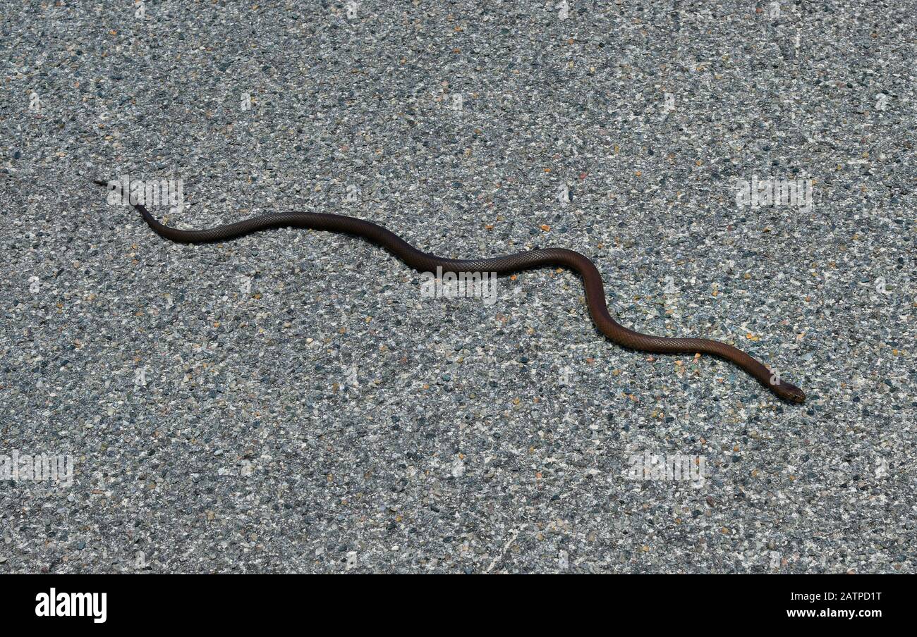 Australia, Rottnest Island Dugite snake aka Dobitj Stock Photo - Alamy