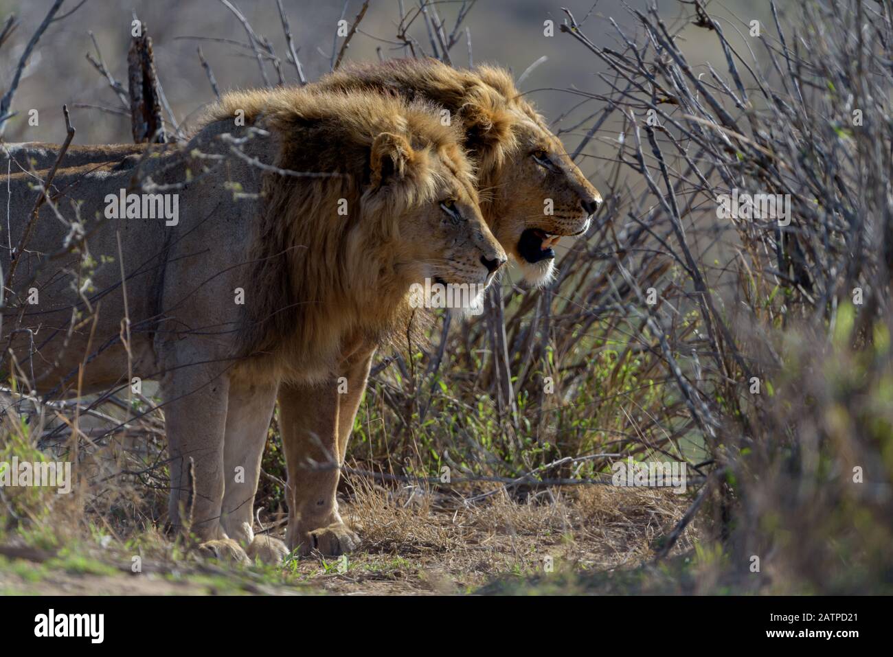 Dominant male lion hi-res stock photography and images - Alamy