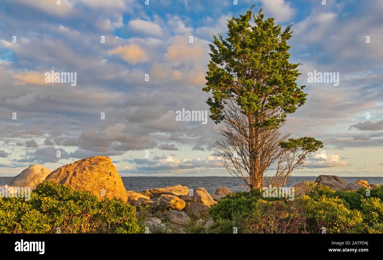 Tree overlooking ocean at sunset with cloudy blue sky Stock Photo - Alamy