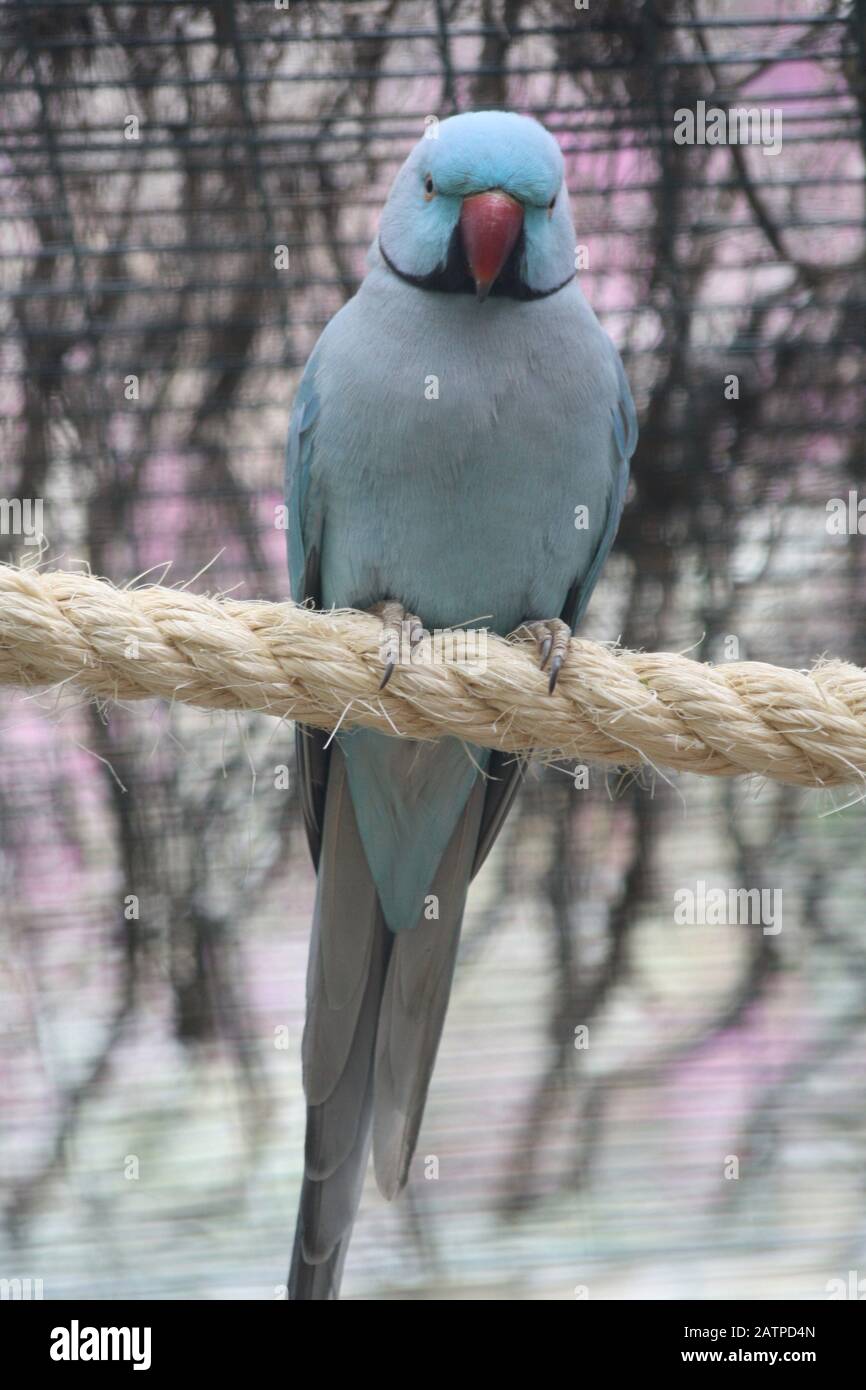 Halsbandsittich hi-res stock photography and images - Alamy