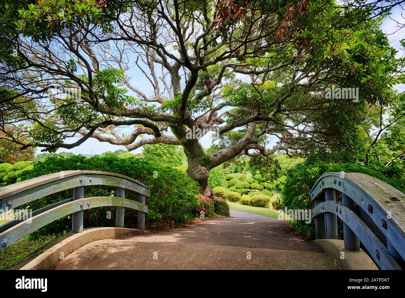 Beautiful scene with tree and wooden bridge in a Japanese park Stock ...