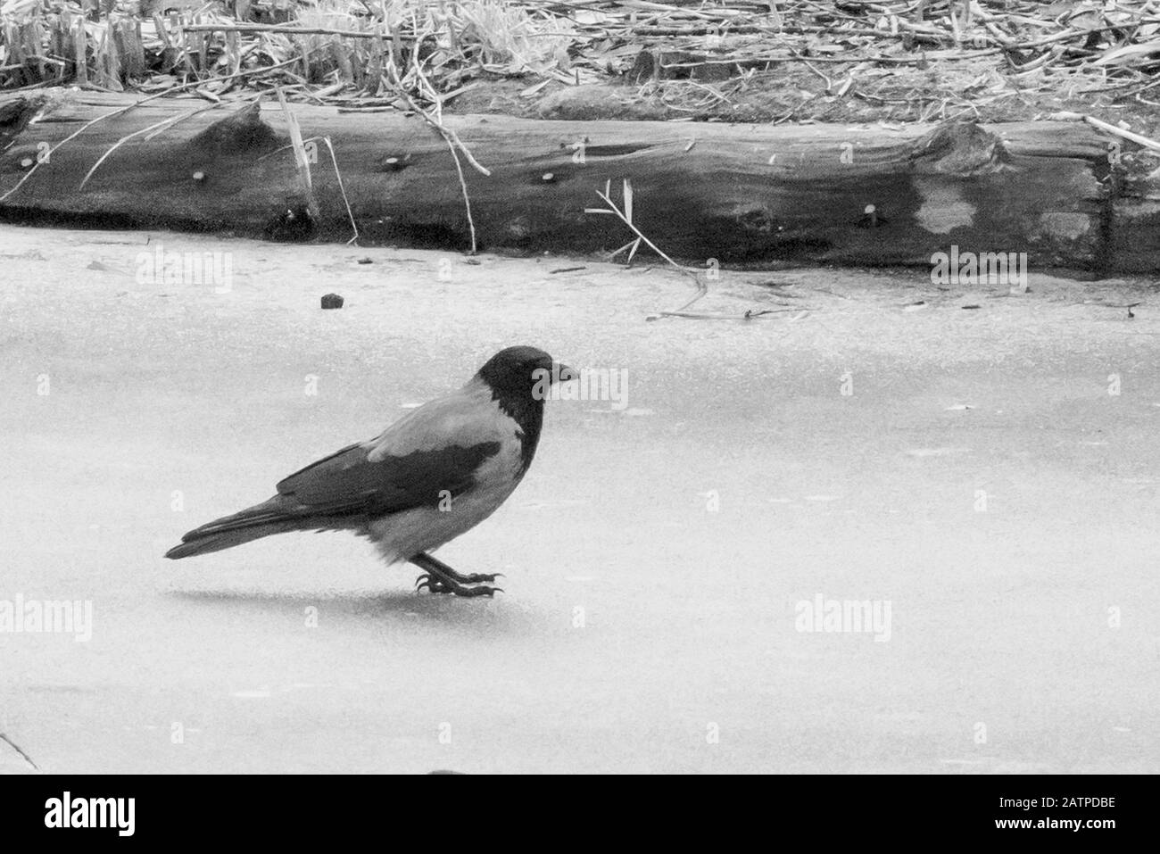the gray crow Stock Photo - Alamy