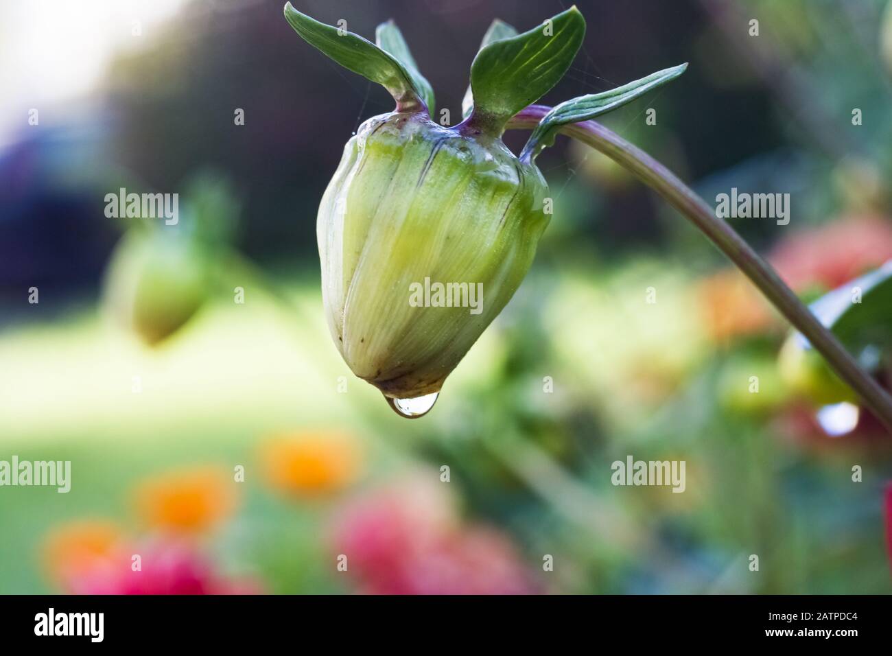 Green flower bud on a stem close up Stock Photo - Alamy
