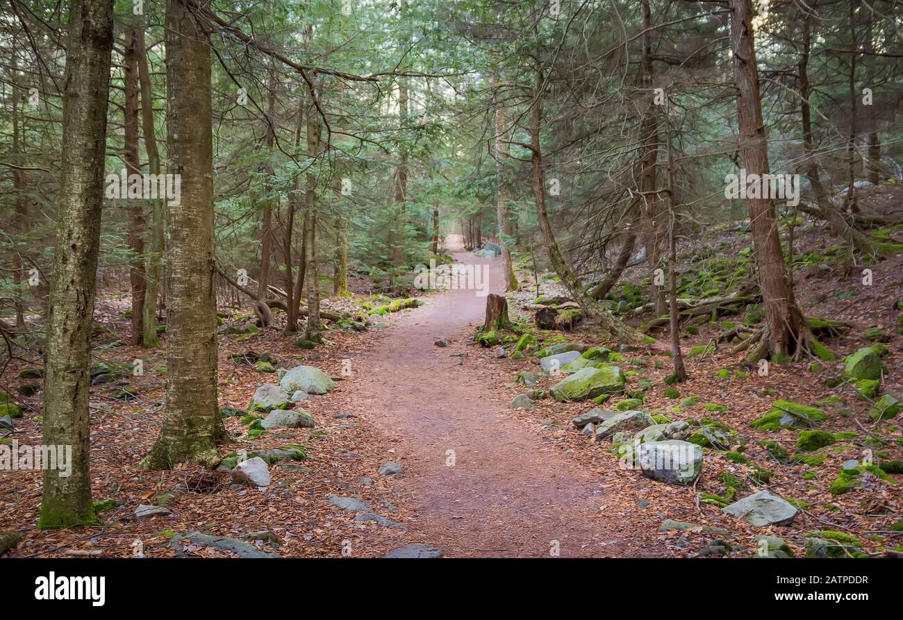 Forest pathway in woods. Pine trees and rocks covered with moss Stock ...