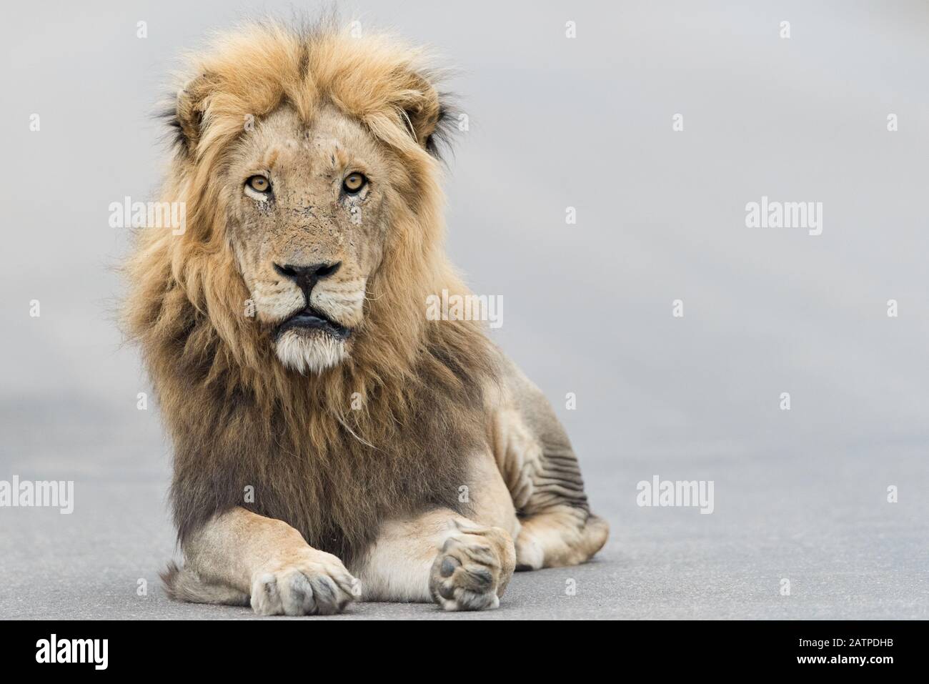 Male lion portrait Stock Photo - Alamy