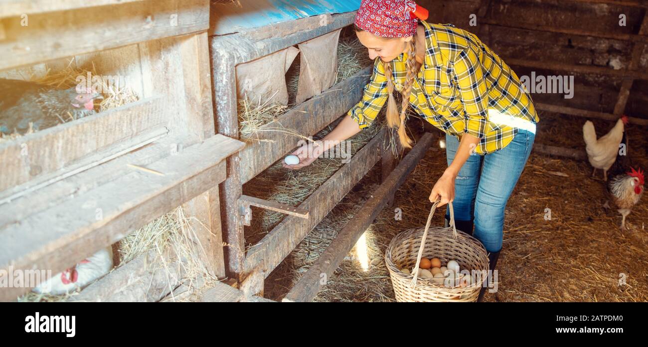 Chicken famer woman hi-res stock photography and images - Alamy