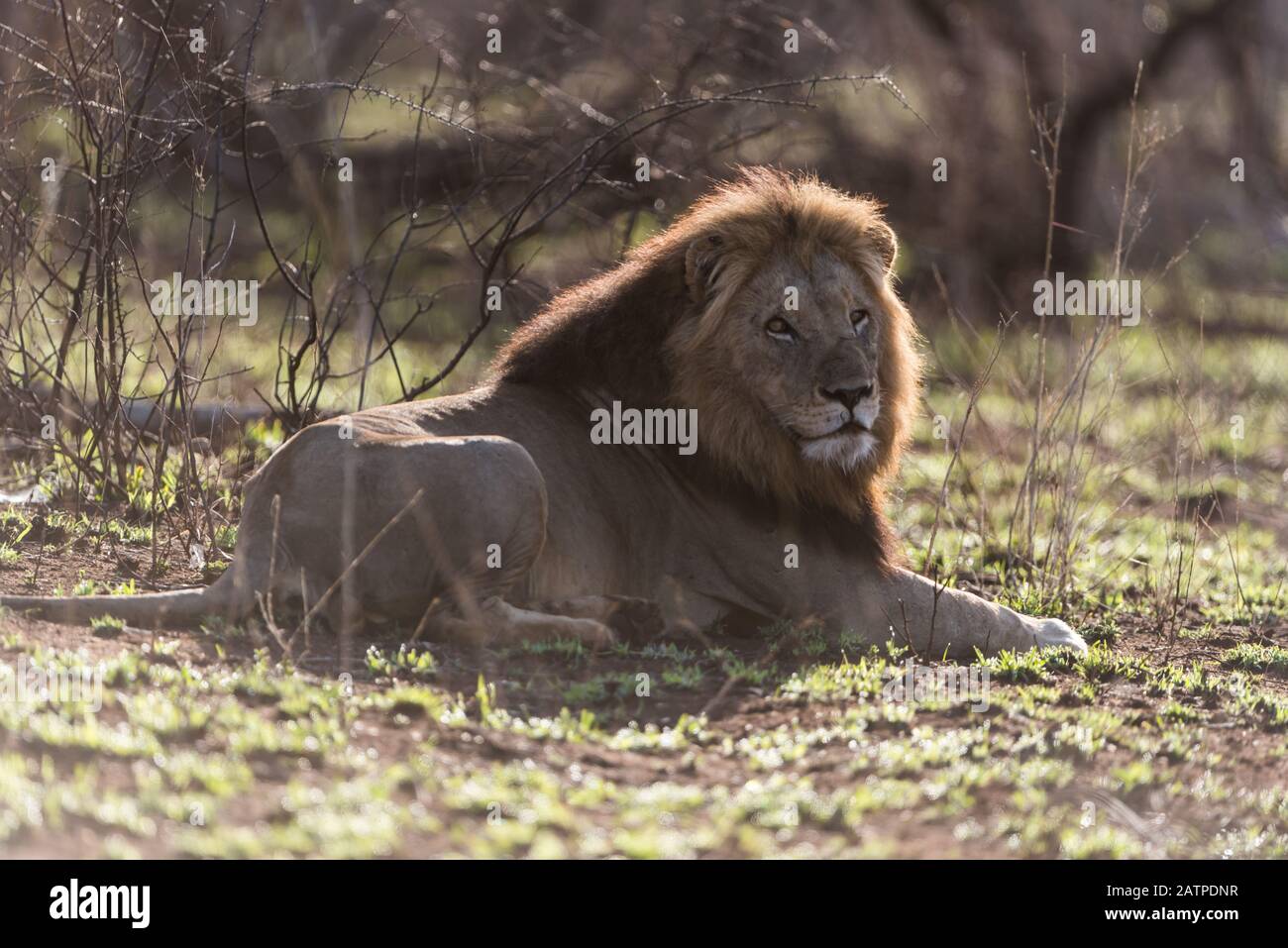 Male lion portrait Stock Photo - Alamy