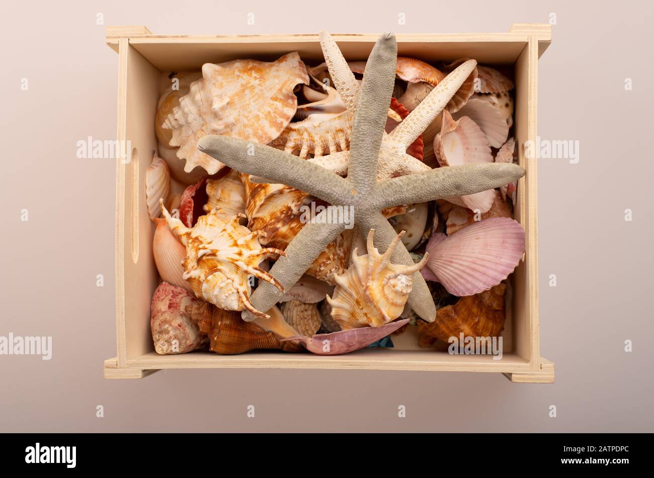Souvenir shells hi-res stock photography and images - Alamy