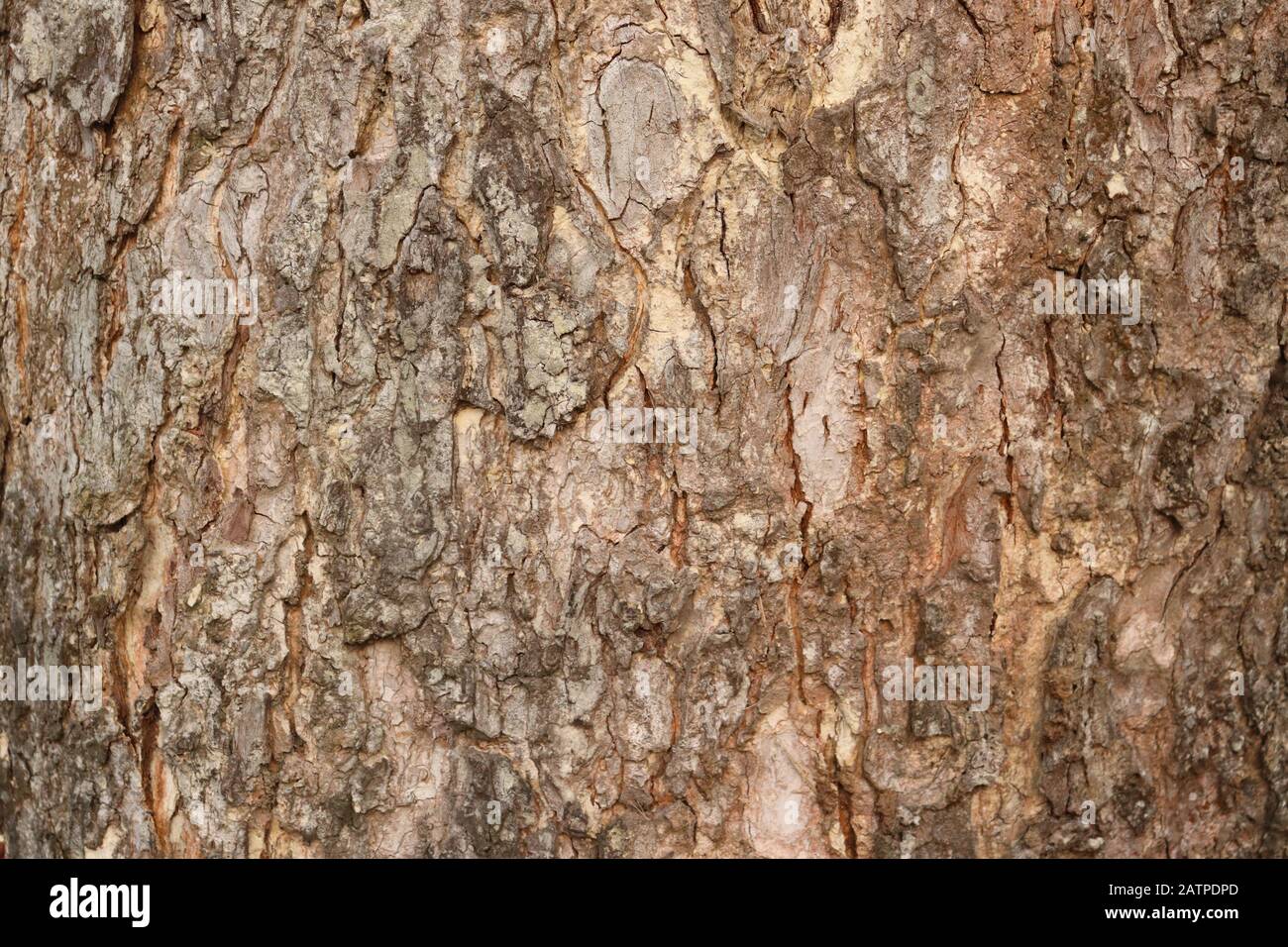 Tree bark texture background. Brown bark of a tree Stock Photo - Alamy