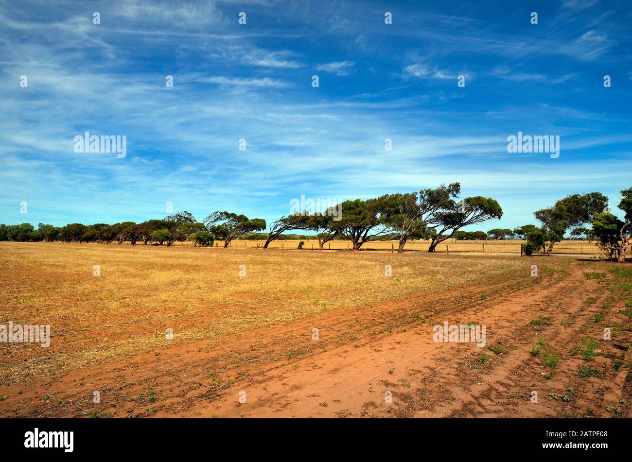 Australia, field and road with wind schist trees Stock Photo - Alamy