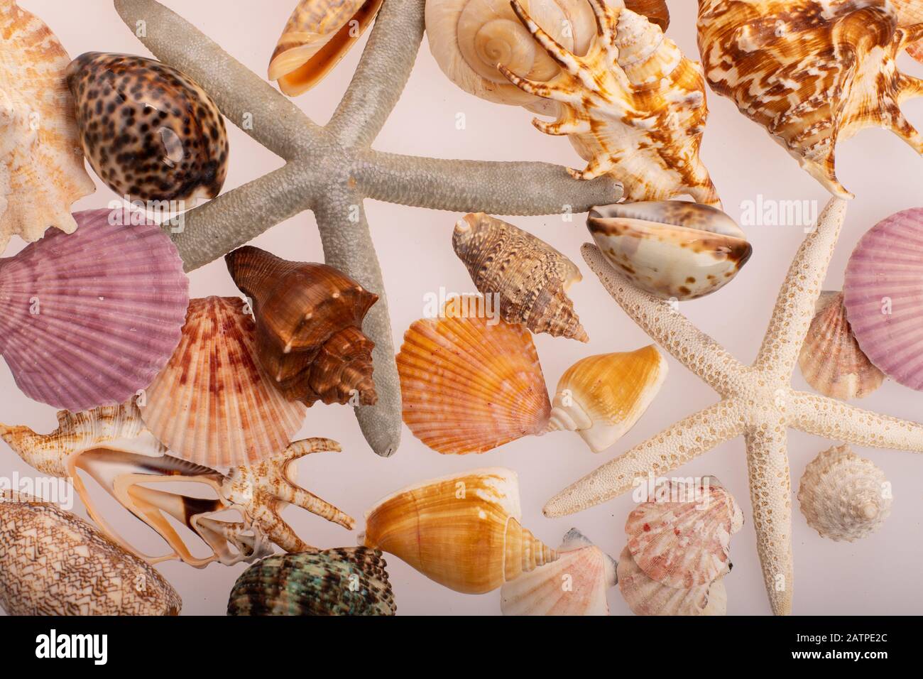 Tropical background of beautiful shells on a white background ...