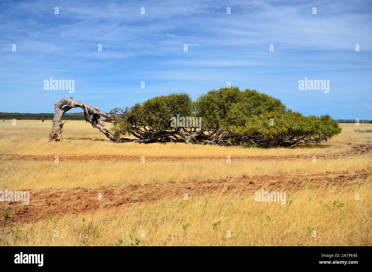 The leaning tree hi-res stock photography and images - Alamy