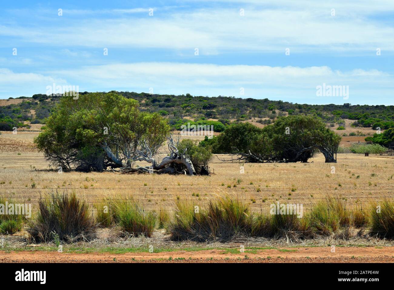 Australia, leaning trees in Greenough district Stock Photo - Alamy
